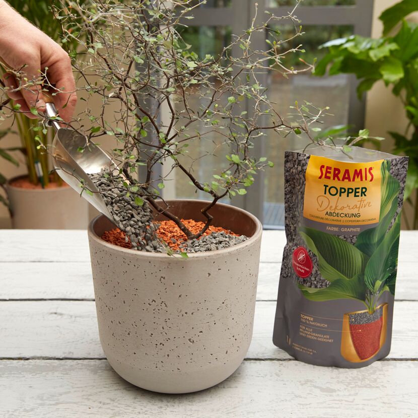 Seramis Pflanzgranulat 'Topper' Graphite Basalt 1 l | toom Baumarkt