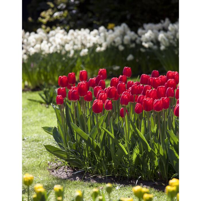 toom Tulpen rot 40 Zwiebeln