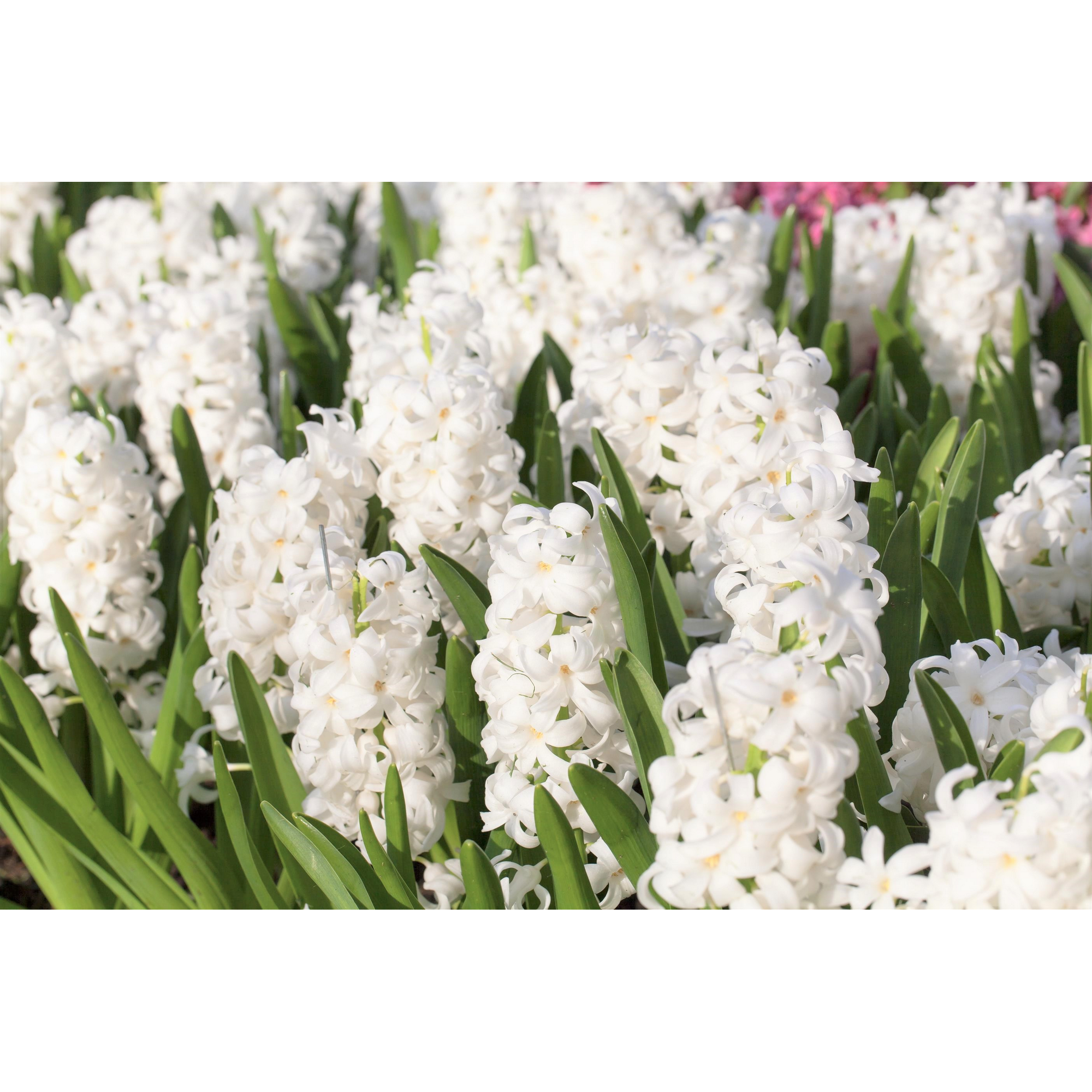 toom Hyazinthen weiß 2 Zwiebeln