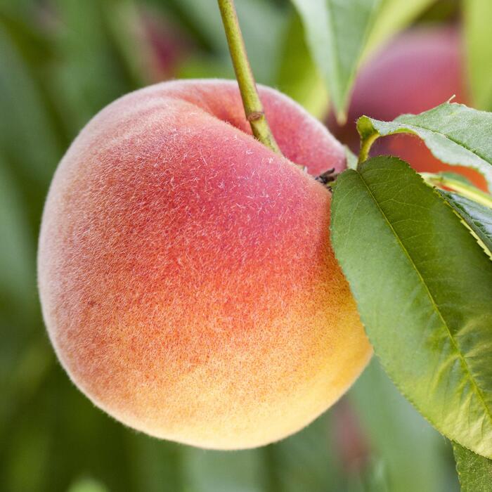 toom Naturtalent by toom® Bio-Pfirsichsäule 25 cm Topf