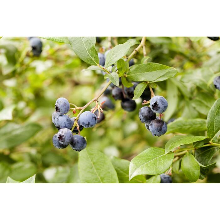 Naturtalent by toom® Bio-Heidelbeere 'Duke' 19 cm Topf