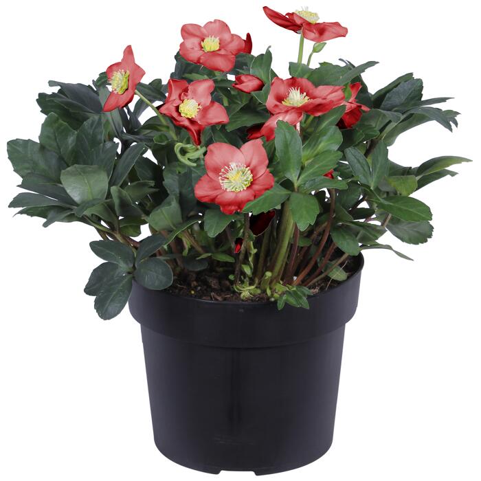 Christrose rot, 21 cm Topf