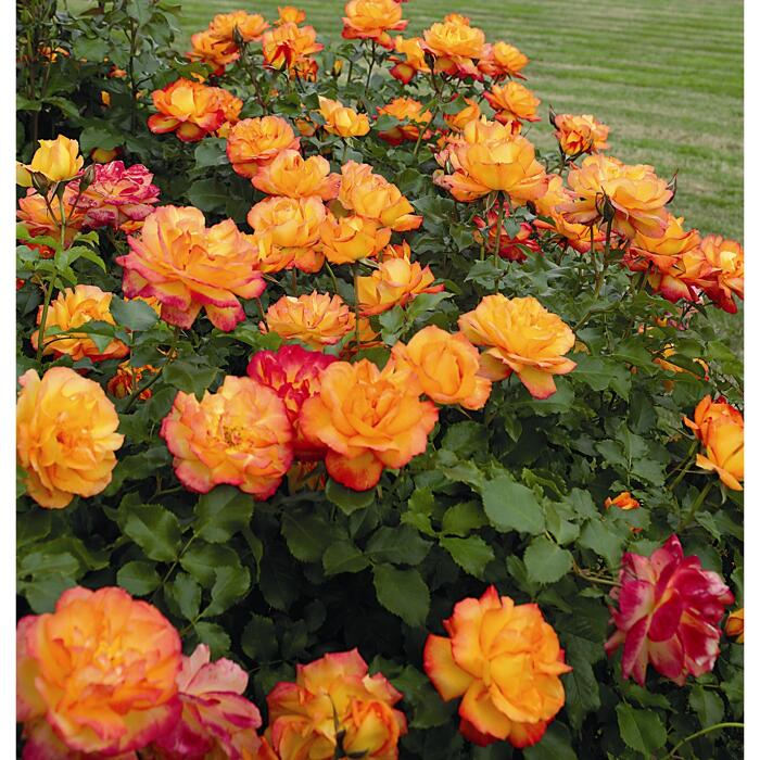 Strauchrosen 'Sahara', 21 cm Topf dreigestäbt