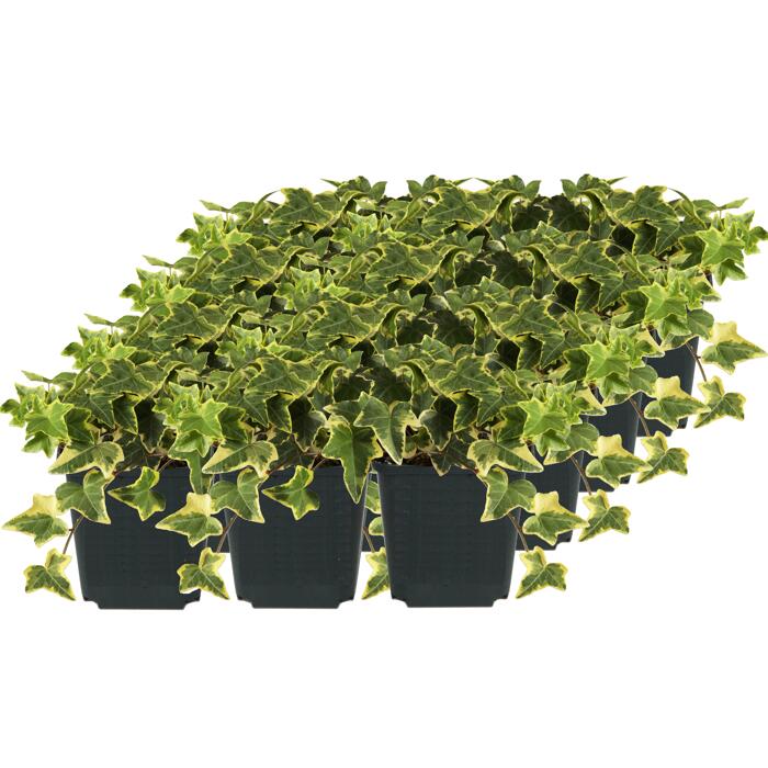 Efeu 'Gold Child' 1 qm 9 cm Topf, 12er-Set