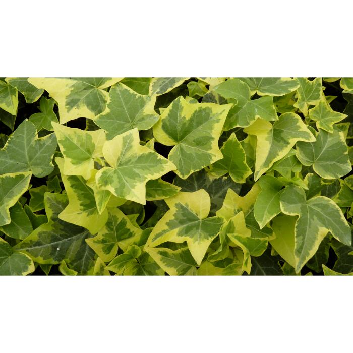 Efeu 'Gold Child' 1 qm 9 cm Topf, 12er-Set