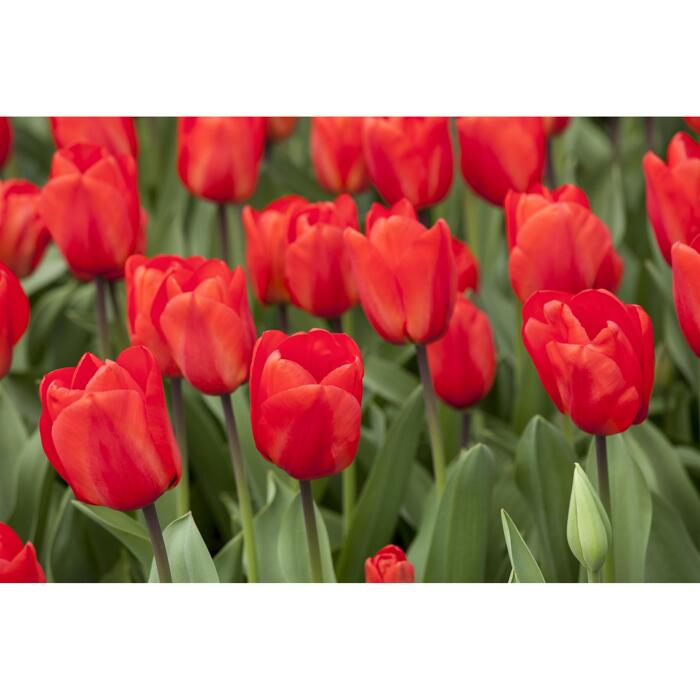 toom Triumph-Tulpen rot 6 Zwiebeln