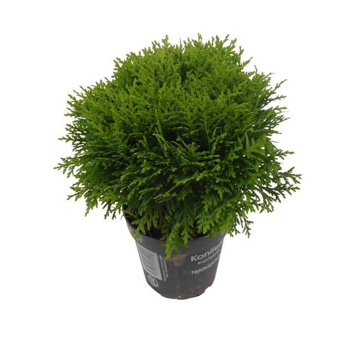 Konifere kugelig grün 12 cm Topf