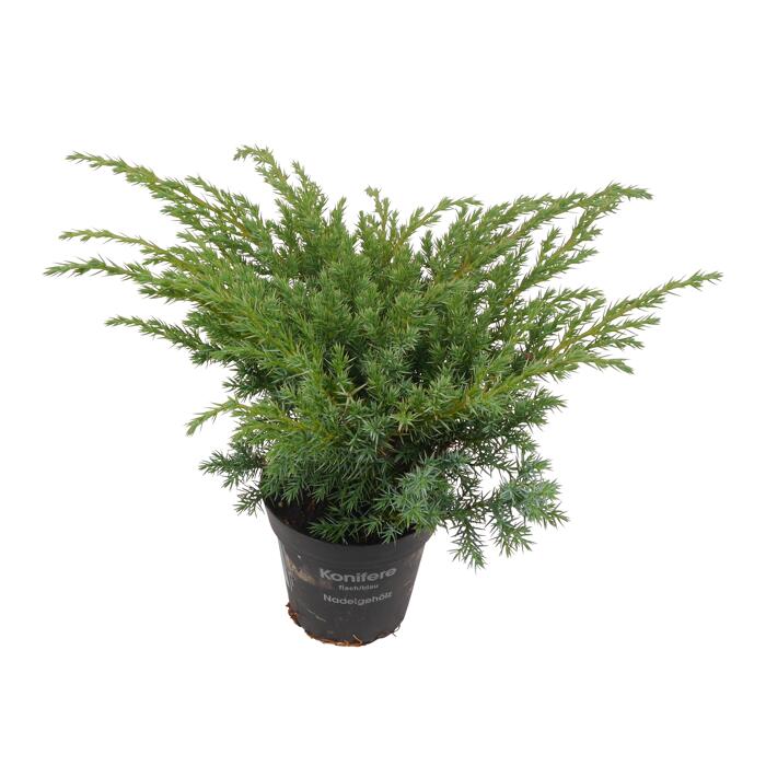 Konifere flach blau 12 cm Topf