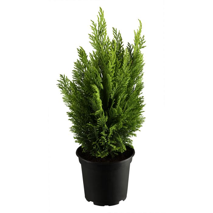 Konifere aufrecht grün 12 cm Topf