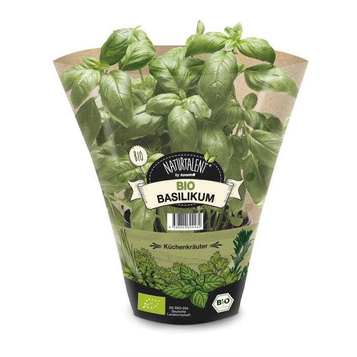 Naturtalent by toom® Bio-Basilikum 12 cm Topf, 2er-Set